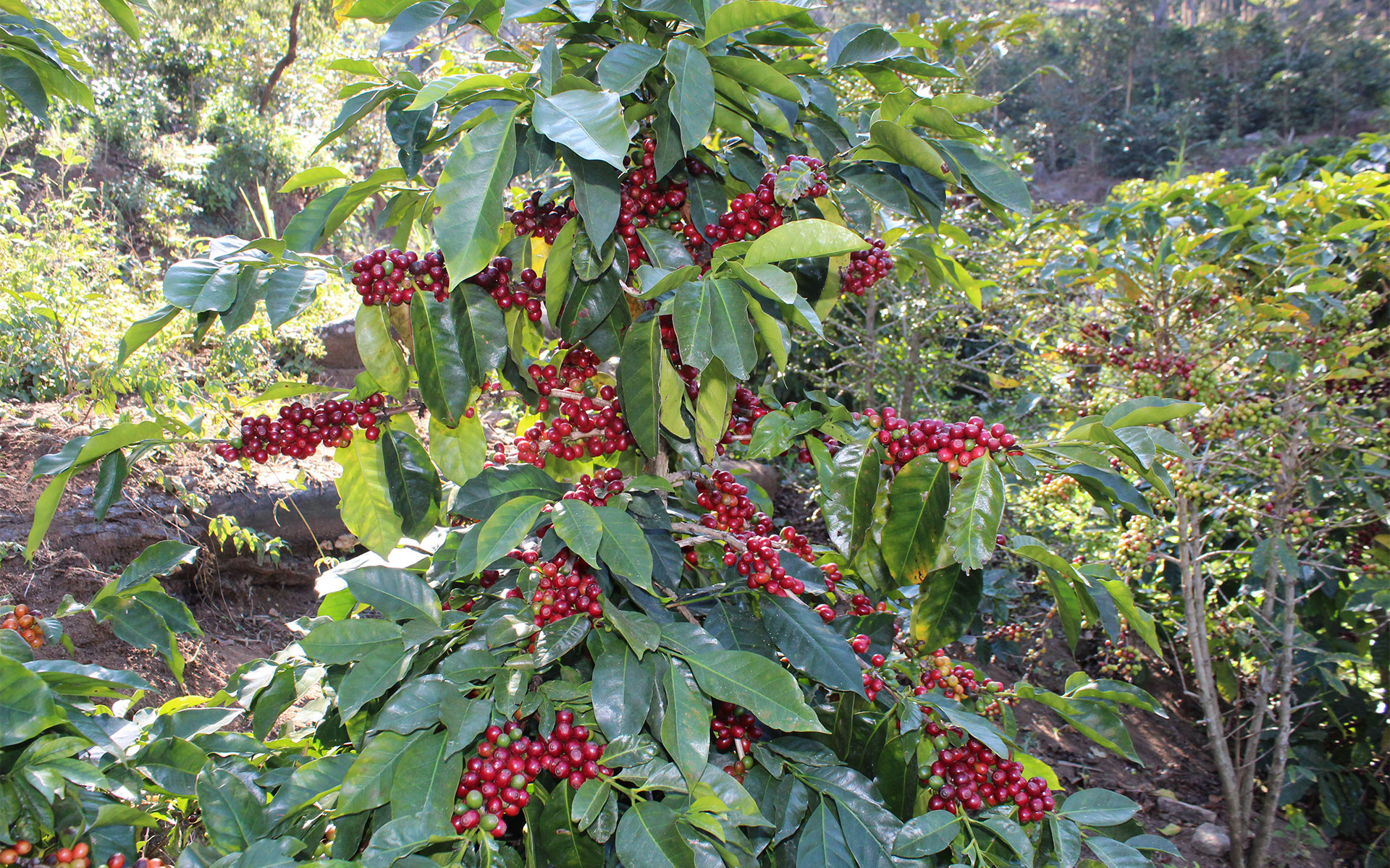 Our Coffees - Becamo, S.A.